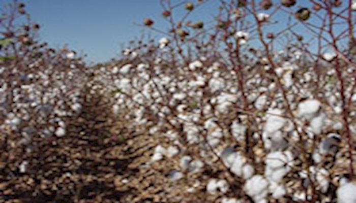 7 Little Known Facts About Arizona Agriculture's Cotton