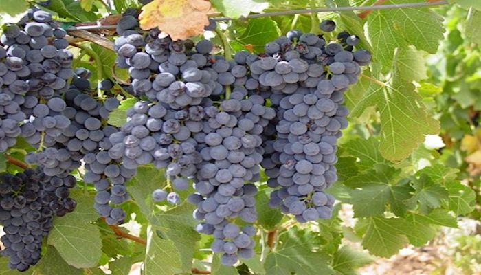 Arizona Agriculture Needs More Wine Grapes!