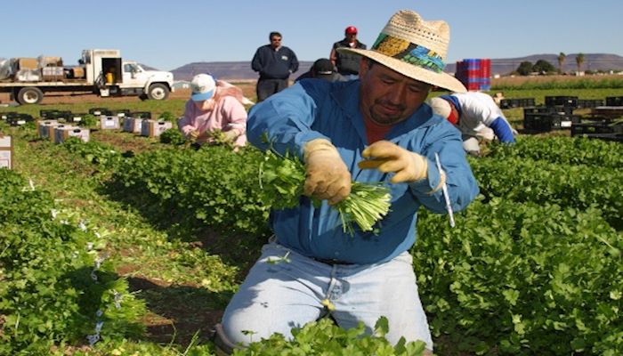 7 Reasons Why Arizona Agriculture Needs a Reliable Workforce!