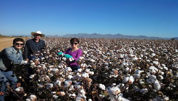 Arizona Agriculture's 2013 Cotton Harvest at Midway Point