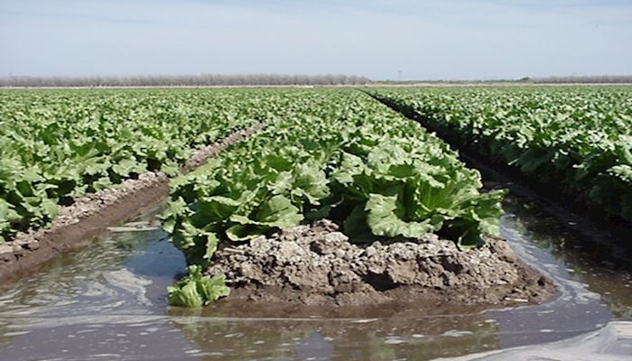 4 Interesting Arizona Agriculture Facts Related to Cultivated Acres