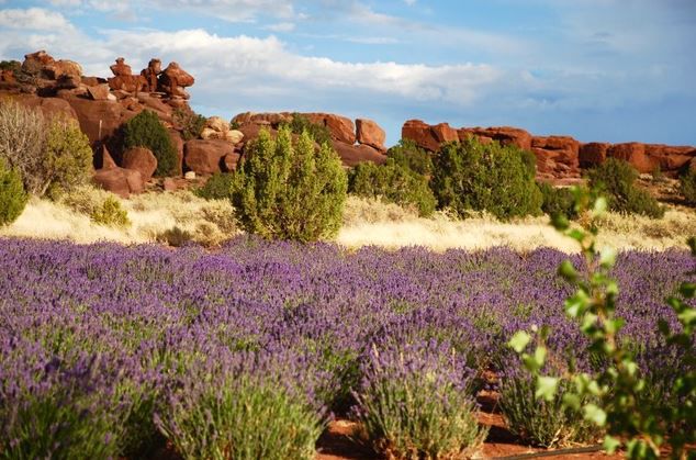 Meet Arizona Agriculture’s Teeple Family